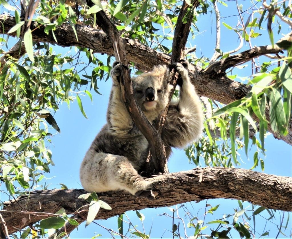 East Gippsland Cool-Climate Wines and Koalas - BCwinetrends