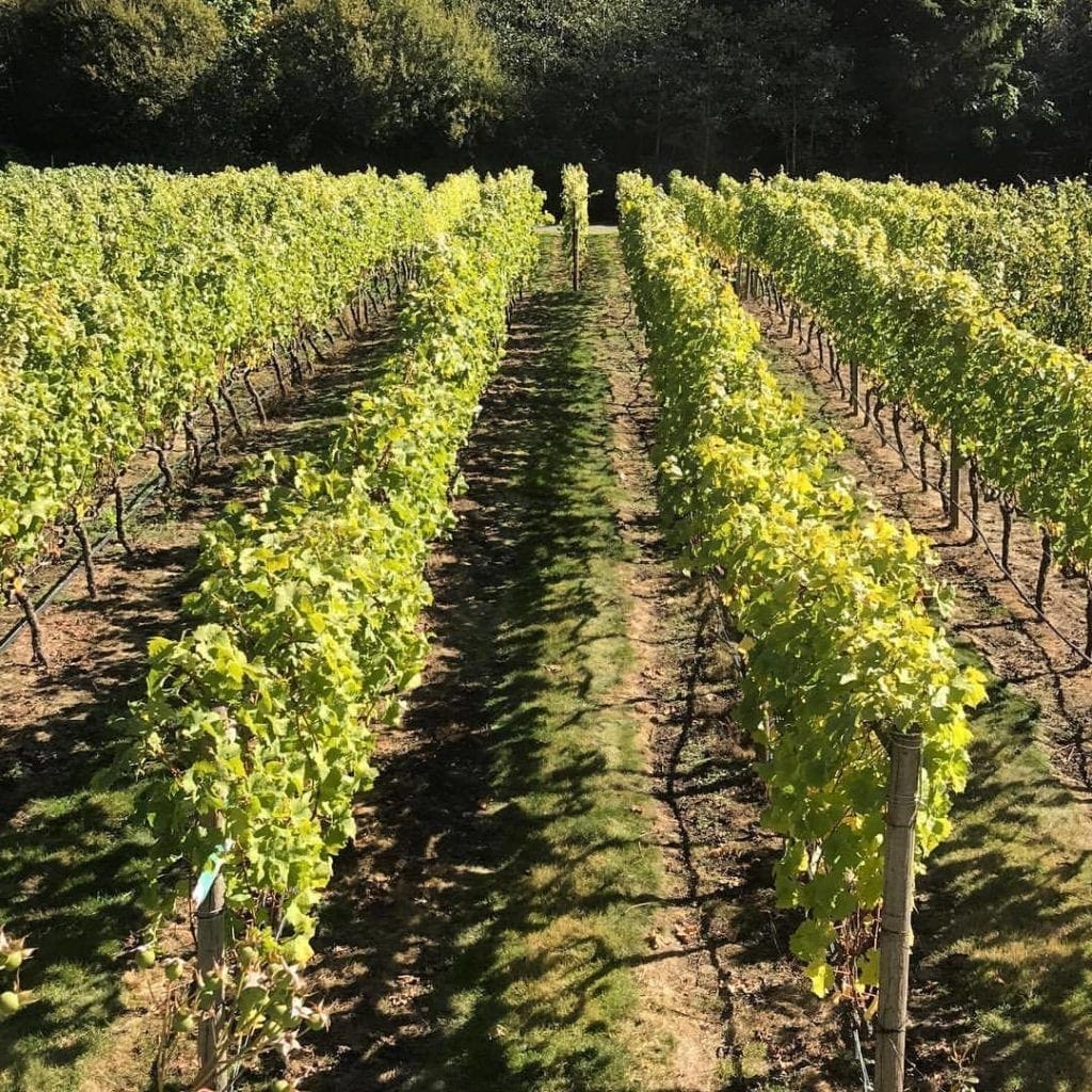 Deep Cove Winery Dazzles - BCWineTrends