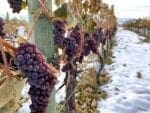 Winemaker’s Thoughts on BC Harvest 2020 - BCwinetrends
