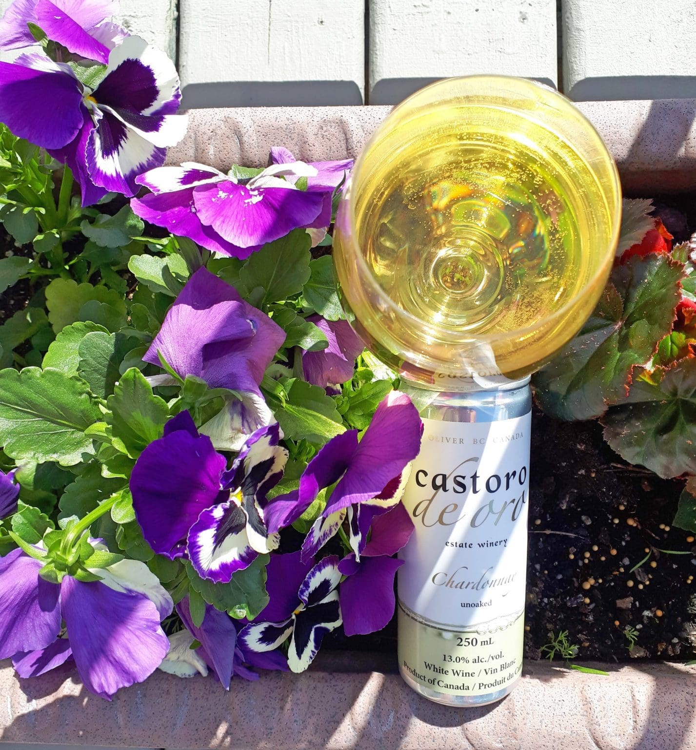 Castoro de Oro - Gold in a can - BCwinetrends