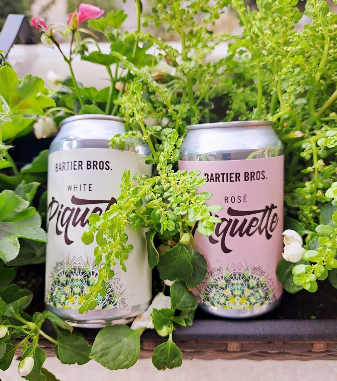 Bartier Bros. introduces Piquette thirst quenchers - BCwinetrends