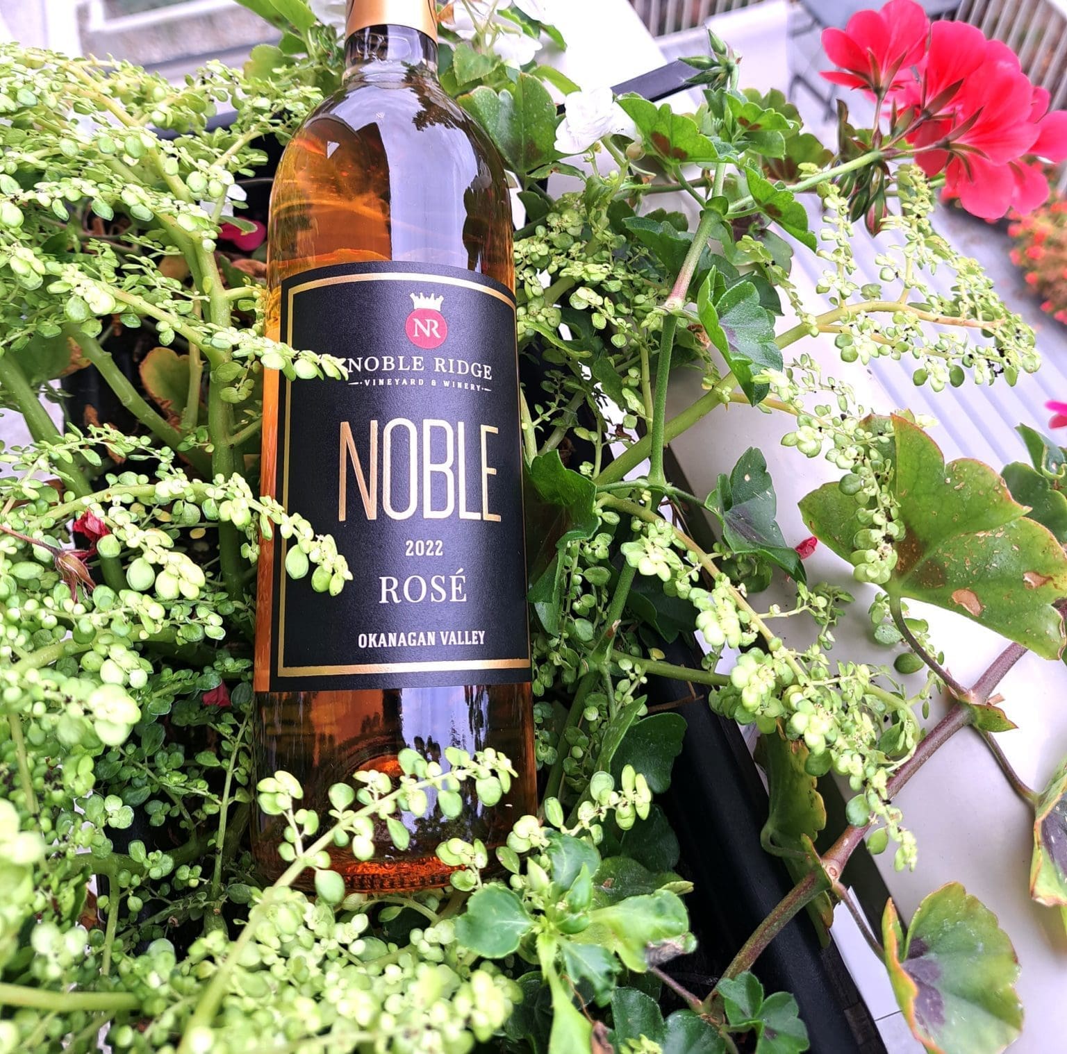 Noble Ridge Wines for the Fall - BCwinetrends